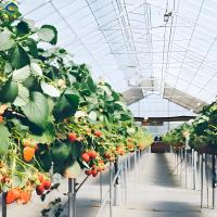 China SAINPOLY Hydroponic Strawberry Greenhouse With Planting Systems Easily Assembled for sale