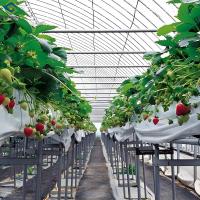China Galvanized Steel Hydroponics Strawberry Greenhouse Large Size for sale