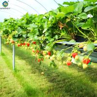 China Venlo Type Strong Frame Hdyroponic Strawberry Greenhouse High Yield for sale