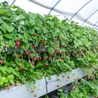 China Strawberry Growth Plastic Film Greenhouse With Hydroponic Growing System for sale