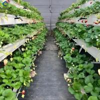 China Stable Energy Saving Strawberry Greenhouses With Heating Cooling System for sale