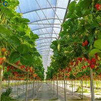 China Multi Span Large Tunnel Greenhouse Strawberry Growing Automatic Greenhouse for sale