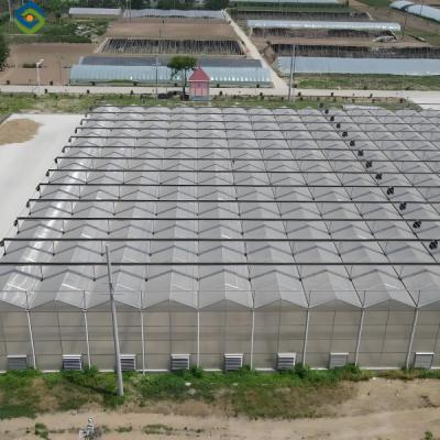 China Automated Ventilation Venlo Type Greenhouse Polycarbonate Green House Energy Efficient for sale