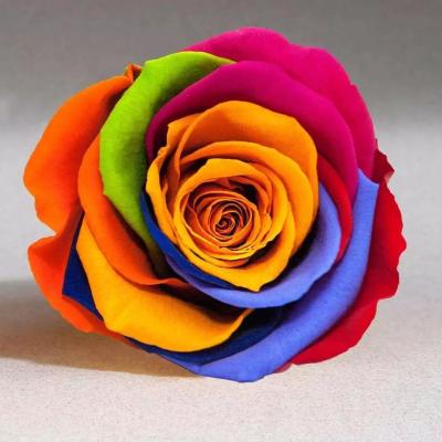 China rainbow rose 5-6cm Fresh Stabilized Eternal real preserved rainbow roses for sale
