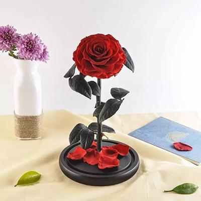 China Forever Real Rose Everlasting Flower Preserved Fresh Flower Live Enchanted Rose in Glass Dome Cover with Gift Box rose for sale