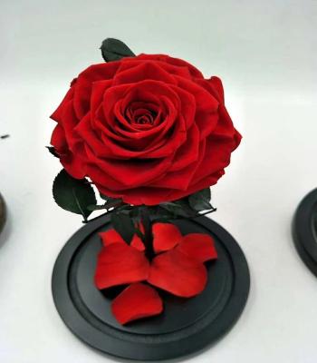 China Never Withered Flowers  Preserved roses Live Enchanted Rose in Glass Dome Cover with Gift Box rose for sale