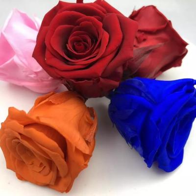 China Wholesale Prices 5-7cm Preserved Flowers Ecuadorian Roses  Valentine's Day for sale