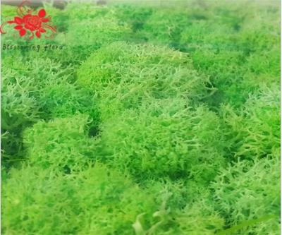 China Soft Touch Preserved Moss Real Fresh Moss For Wall Decoration for sale