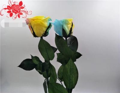 China High-quality fresh preserved flowers ecuador long stem preserved rose wholesale gift for sale