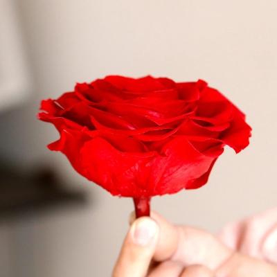China New Technique Preserved Rose Handmade Real Forever Giant Rose for sale