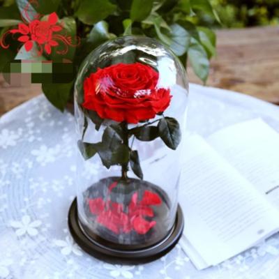 China Luxury rose  large size preserved rose 10cm in big long glass dome Natural Fresh flower rose for sale