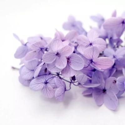 China Home decoration soft touch natural preserved hydrangea for sale