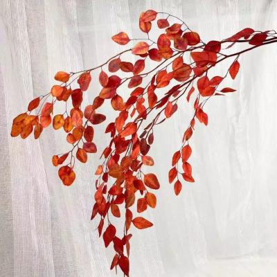 China Wholesale preserved foliages preserved eucalyptus dry leaves  gift rose for sale