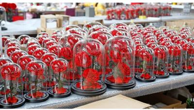 China Beautiful Rose Flowers Everlasting Rose Preserved Flower Eternal Rose in Glass for sale