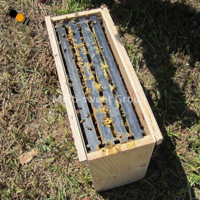 China Pollution Free 4 Frames 20mm Fir Queen Rearing Wooden Nuc Box for sale