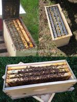 China Nuc Beehive 14.5kg Beekeeping Wooden House 5 Frame Nuc Box for sale