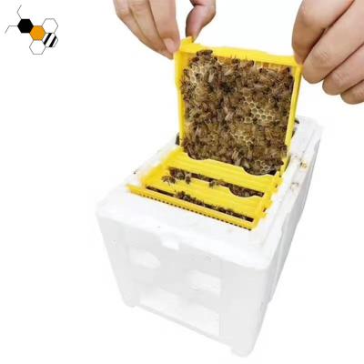 China Beekeeping 310g 3 Frames Styrofoam Mini Queen Mating Box for sale
