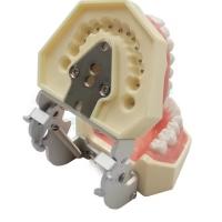 China Dental Study Teeth Model Dental School 28pcs Teeth With Screw Dental Restoration Jaw Model for sale