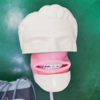China Dental School Phantom Head For Dental Student Study Model Dental Phantom Head Unit for sale