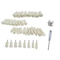 China Standard Dental Exercise Teeth Dental Student Training Teeth 28pcs/32pcs Resin Permanent Teeth for sale