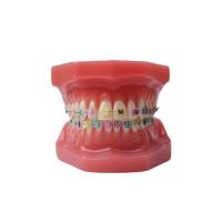 China 1:1 Adult Teeth Models For Training Dental Student Practice Standard Orthodontic Model for sale