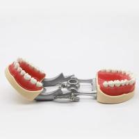 China Standard Model Teeth Practice Dental Student Acrylic Resin Dental Typodonts With DP Articulator for sale