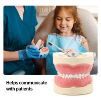 China Detachable 24pcs Children Dental Teeth Model Resin Made Training Kids Teeth Practise Model for sale