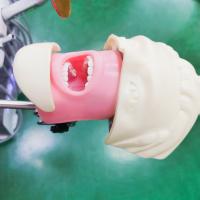 China Professional Dental Students Simulator Training Model Medical Science Dental Phantom Head Model for sale