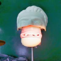 China Dental Training Simulation Head Trolley Mounted Dental Phantom Head With Tooth Model For Education And For Practice for sale