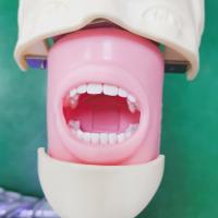 China Dental Training Simulation Head Trolley Mounted Dental Phantom Head With Tooth Model For Education And For Practice for sale