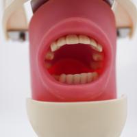 China Dental Teaching Tooth Model Dental Simulator System Phantom Head for Training New Dental Implant Simulator Head for sale
