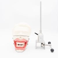 China Oral Anesthesia Training Model Realistic Gum Jaw Simulation for Injection Practice Dental Conduction Anesthesia Model for sale