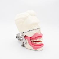 China Oral Anesthesia Training Model Realistic Gum Jaw Simulation for Injection Practice Dental Conduction Anesthesia Model for sale