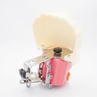 China Advanced Oral Phantom Head Dental Teaching Head Model Dental School Desktop Practice Dental Training Simulator for sale
