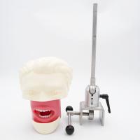 China Advanced Oral Phantom Head Dental Teaching Head Model Dental School Desktop Practice Dental Training Simulator for sale