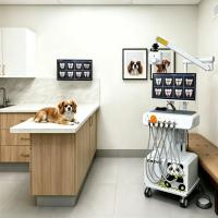 China All In One Veterinary Dental Workstation with Portable X Ray Digital Sensor and Intraoral Camera for Pet Hospital for sale