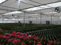 China A continuous-span polyethylene film greenhouse for cultivating high-quality flowers for sale