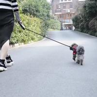 China Retractable Paracord Nylon Pet Collars Leashes/pet products for sale