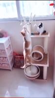 China Perches Rattan SGS Cat Scratching Products for sale
