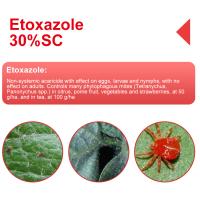 China Non - systemic Etoxazole 11%SC contact acaricide with effect on eggs, larvae , nymphs for sale