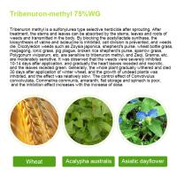 China 101200-48-0 Tribenuron Methyl Selective Herbicides For Maize , White powder for sale