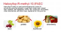 China Liquid Safe Herbicide Haloxyfop R Methyl Weed Killer For Vegetable Gardens for sale