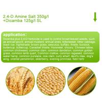 China Dicamba / Triasulfuron Selective Herbicides cas 1918-00-9 / 82097-50-5 for sale