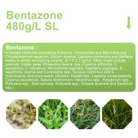 China 48%SL Bentazone Selective Herbicides / 25057-89-0 contact herbicide for peanuts for sale