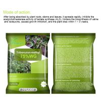 China 101200-48-0 Tribenuron Methyl Selective Herbicides For Maize , White powder for sale