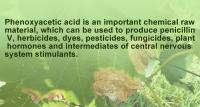 China Natural Plant Growth Regulators Beta naphthoxyacetic acid for blackberries for sale