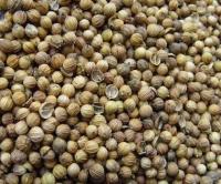 China FDA Approval white coriander seed with hand selected , 2013 year new crop for sale