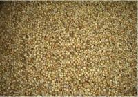 China FDA Approval white coriander seed with hand selected , 2013 year new crop for sale