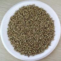 China FDA Approval white coriander seed with hand selected , 2013 year new crop for sale