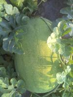 China Light green rind Organic Watermelon Seeds with netted stripes for sale